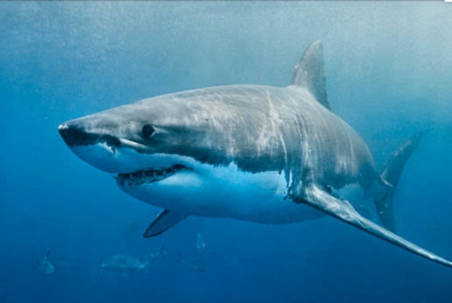 Electric eels fish | Enthralling mystery behind electric eel fish ...